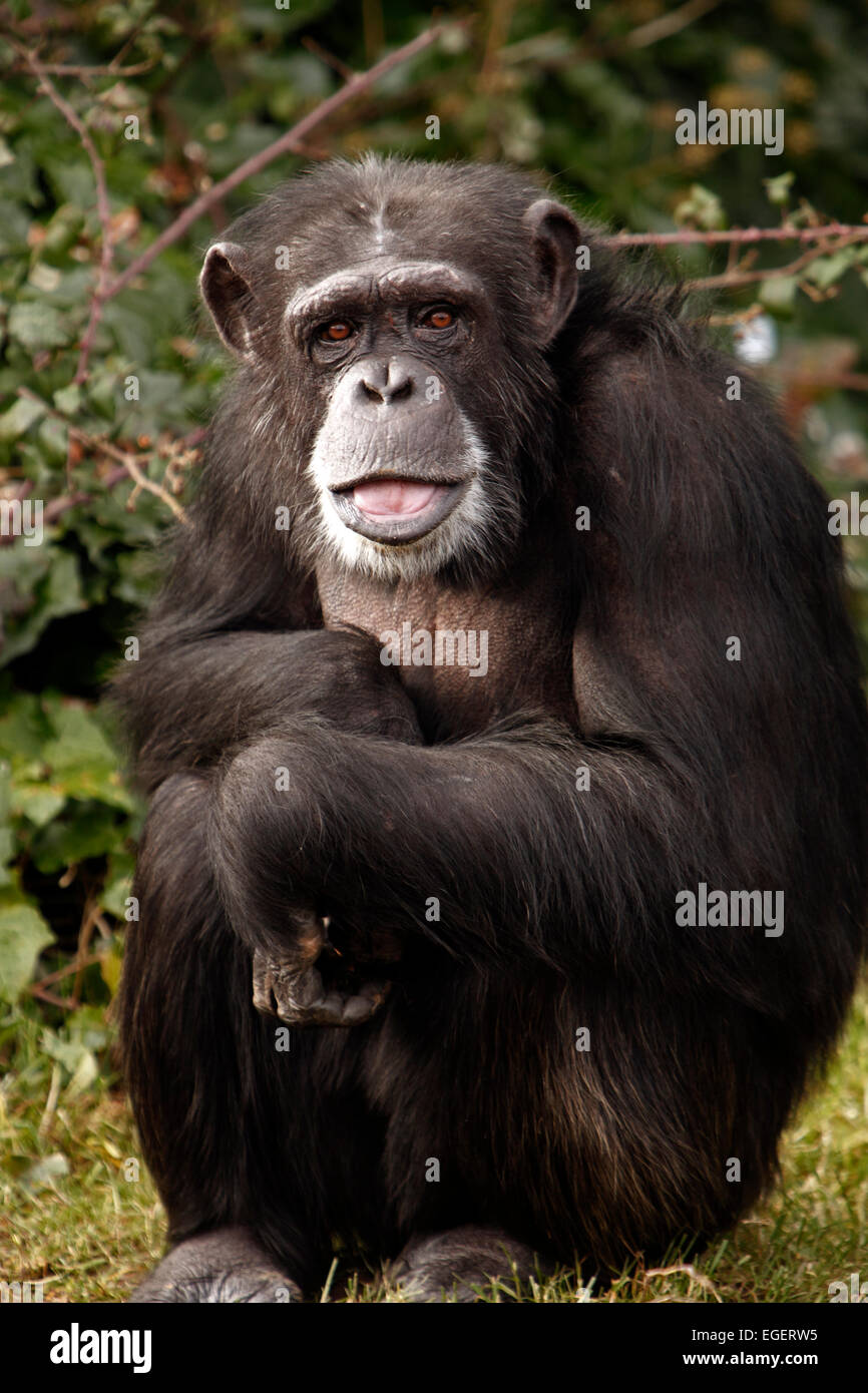 Zoo chester chimp hi-res stock photography and images - Alamy