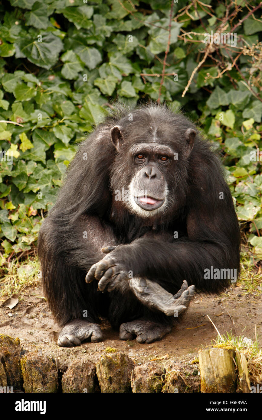 Primates finger hi-res stock photography and images - Alamy