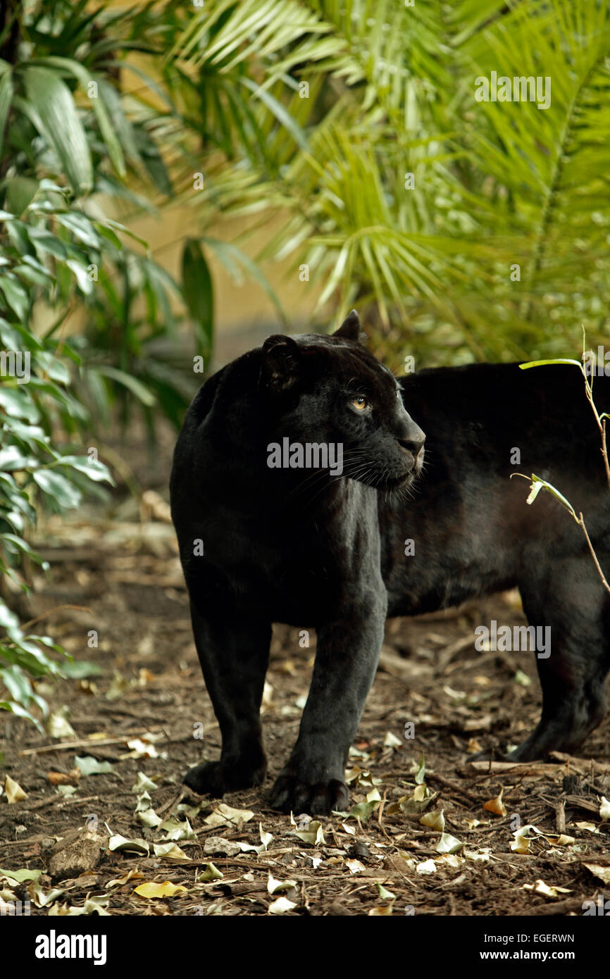 A black panther,a melanistic color variant of the Panthera species ...