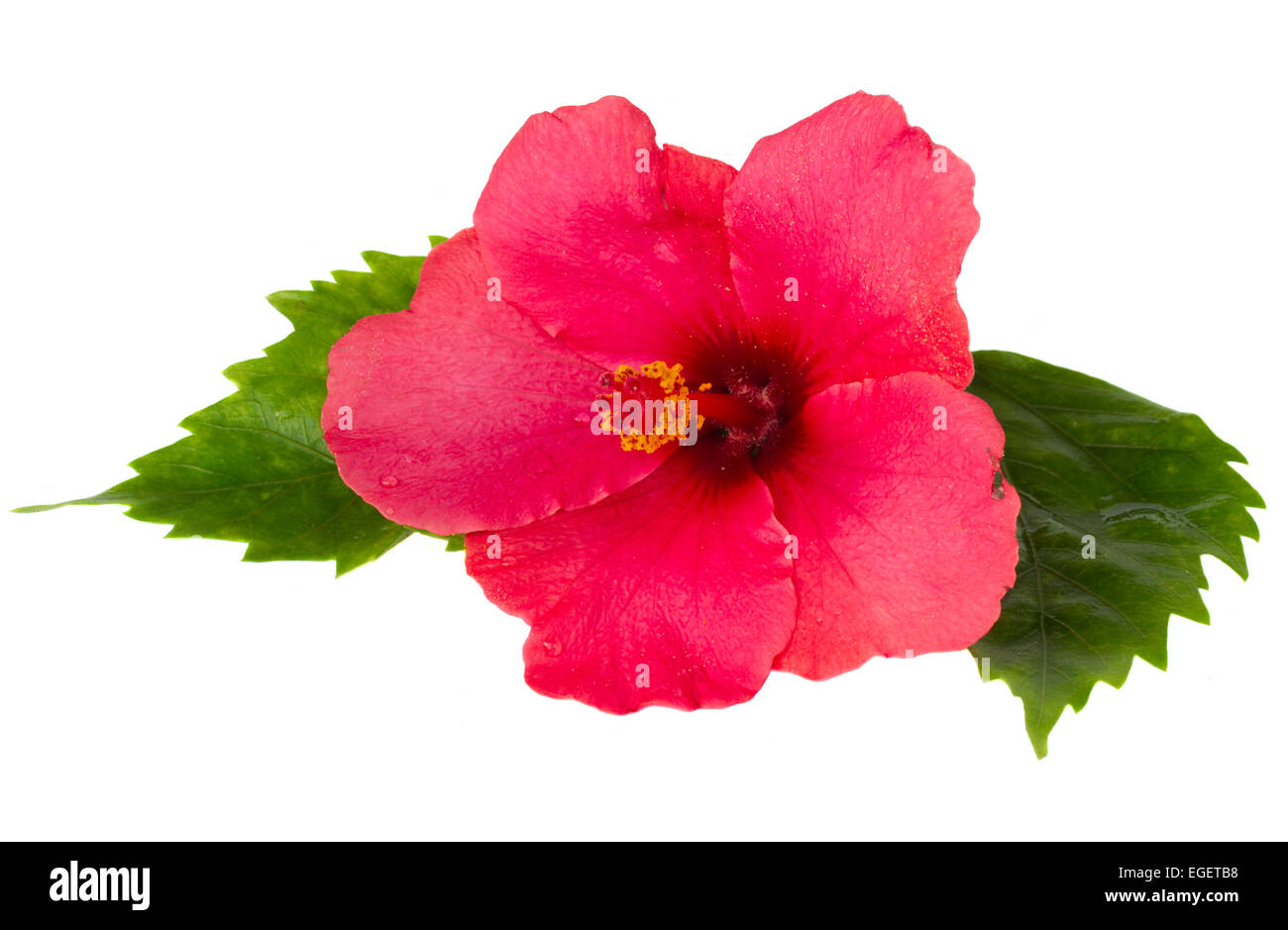 Green leaves border chinese Cut Out Stock Images & Pictures - Alamy