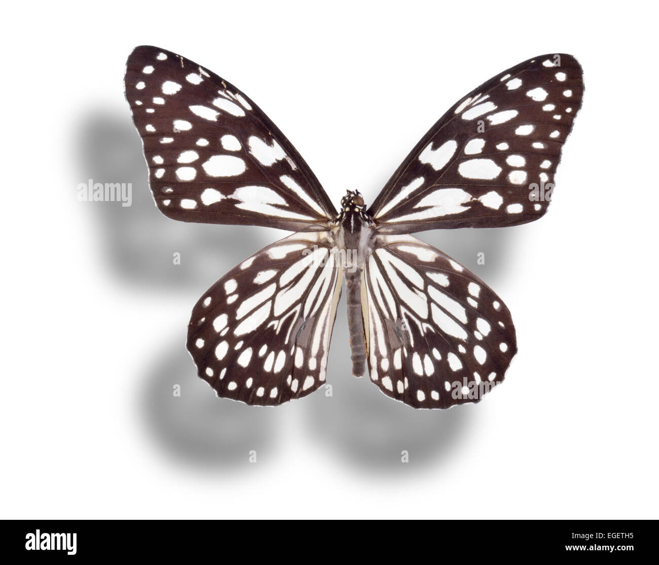 Butterfly isolated on white Stock Photo - Alamy