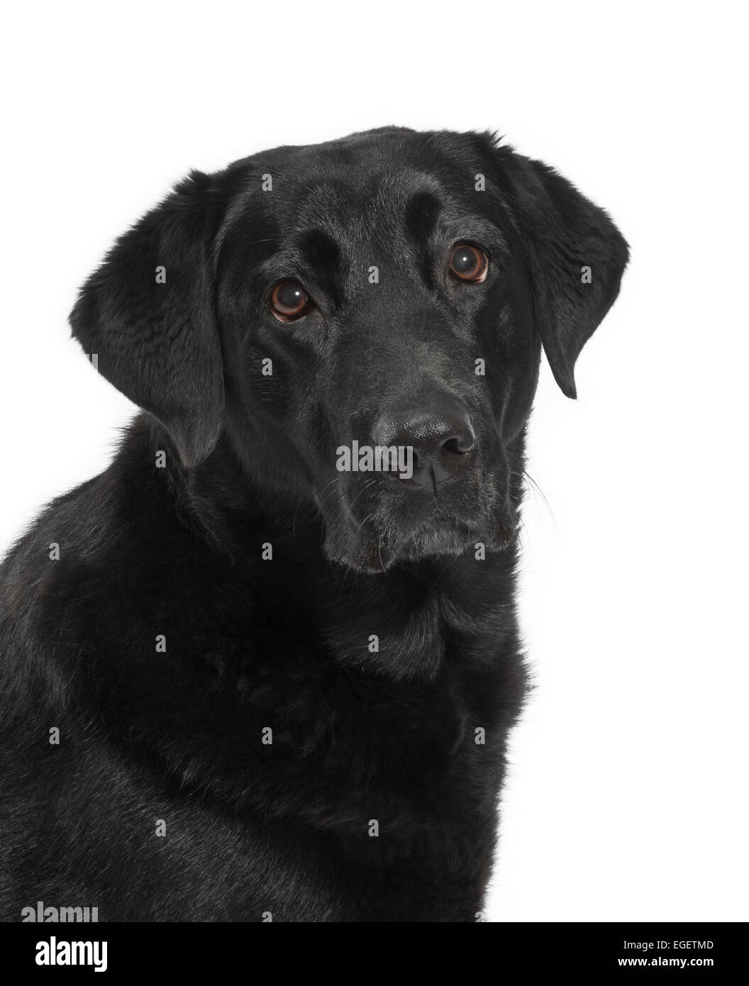 Black Labrador Dog aged 6 years Stock Photo - Alamy