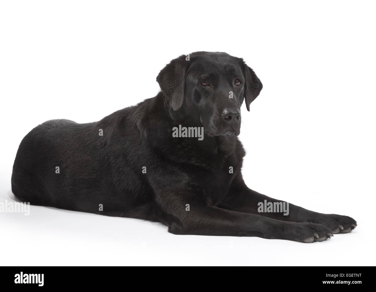Black Labrador Dog aged 6 years Stock Photo - Alamy