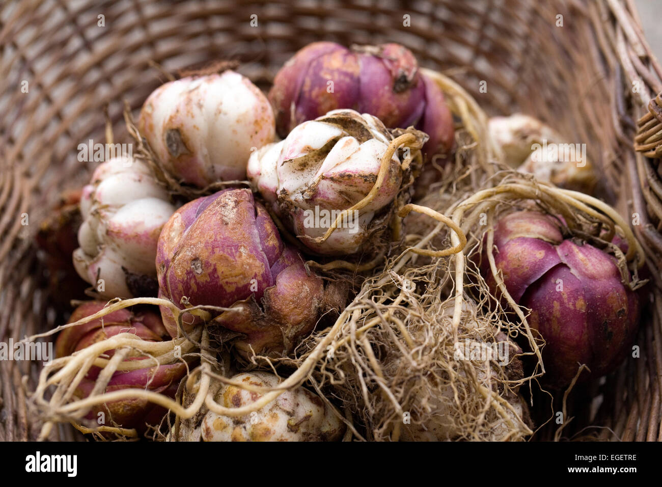Lily bulbs in a basket ready for planting Stock Photo - Alamy