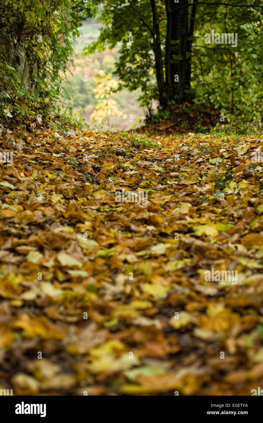 Path in Autumn with lots of leaves Stock Photo - Alamy