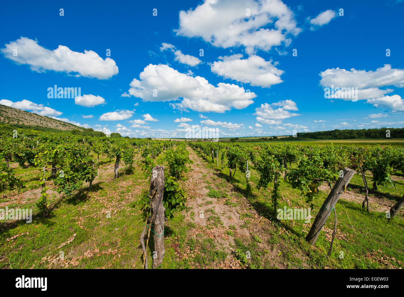 View of a wineyard in spring with clouds Stock Photo - Alamy