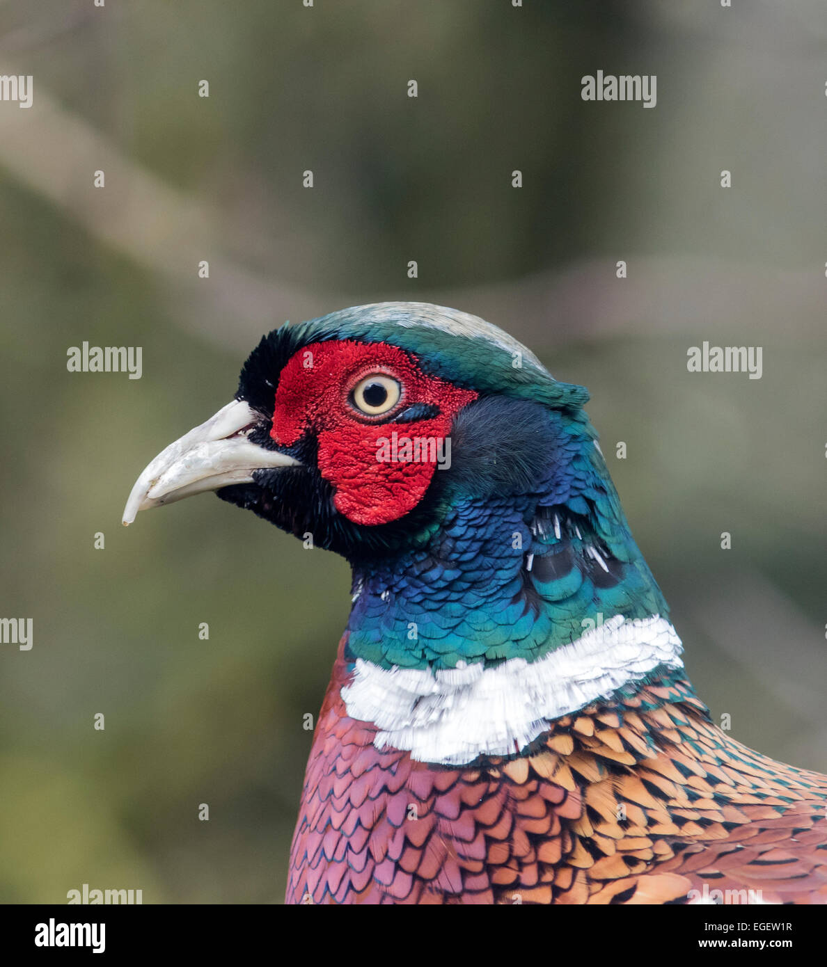 Portrait of male Pheasant Stock Photo - Alamy