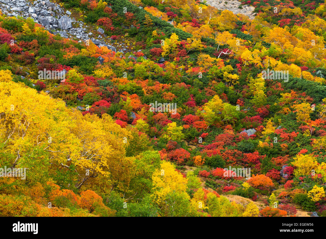 Sorbus commixta autumn hi-res stock photography and images - Alamy