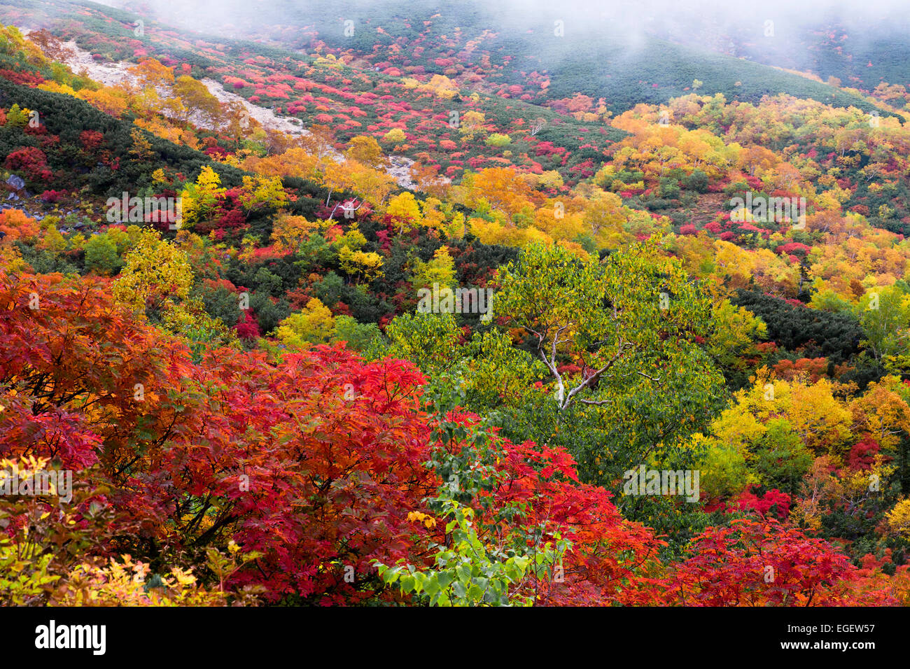 Sorbus commixta hi-res stock photography and images - Alamy