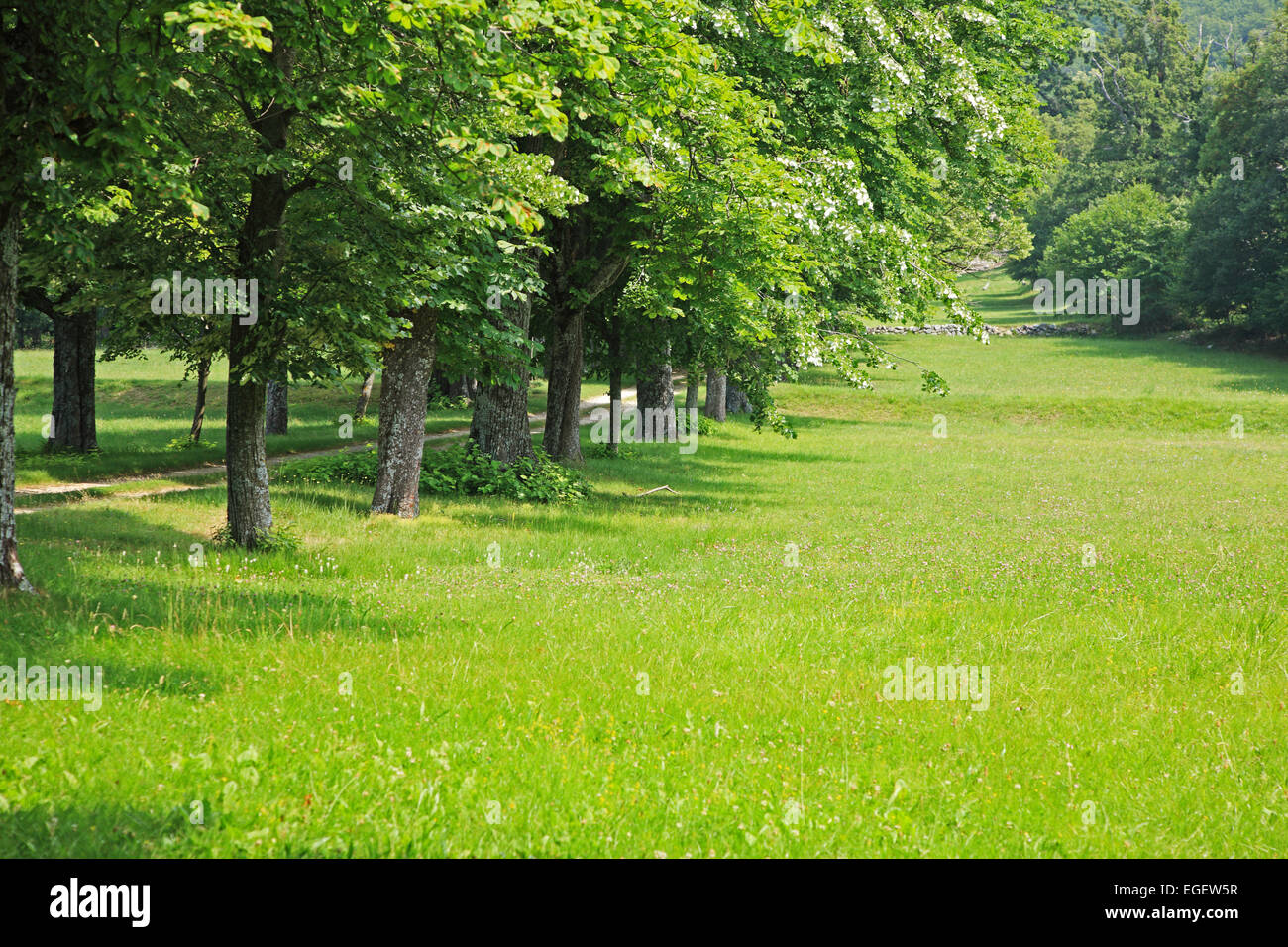 Greenery In Park Stock Photo - Alamy