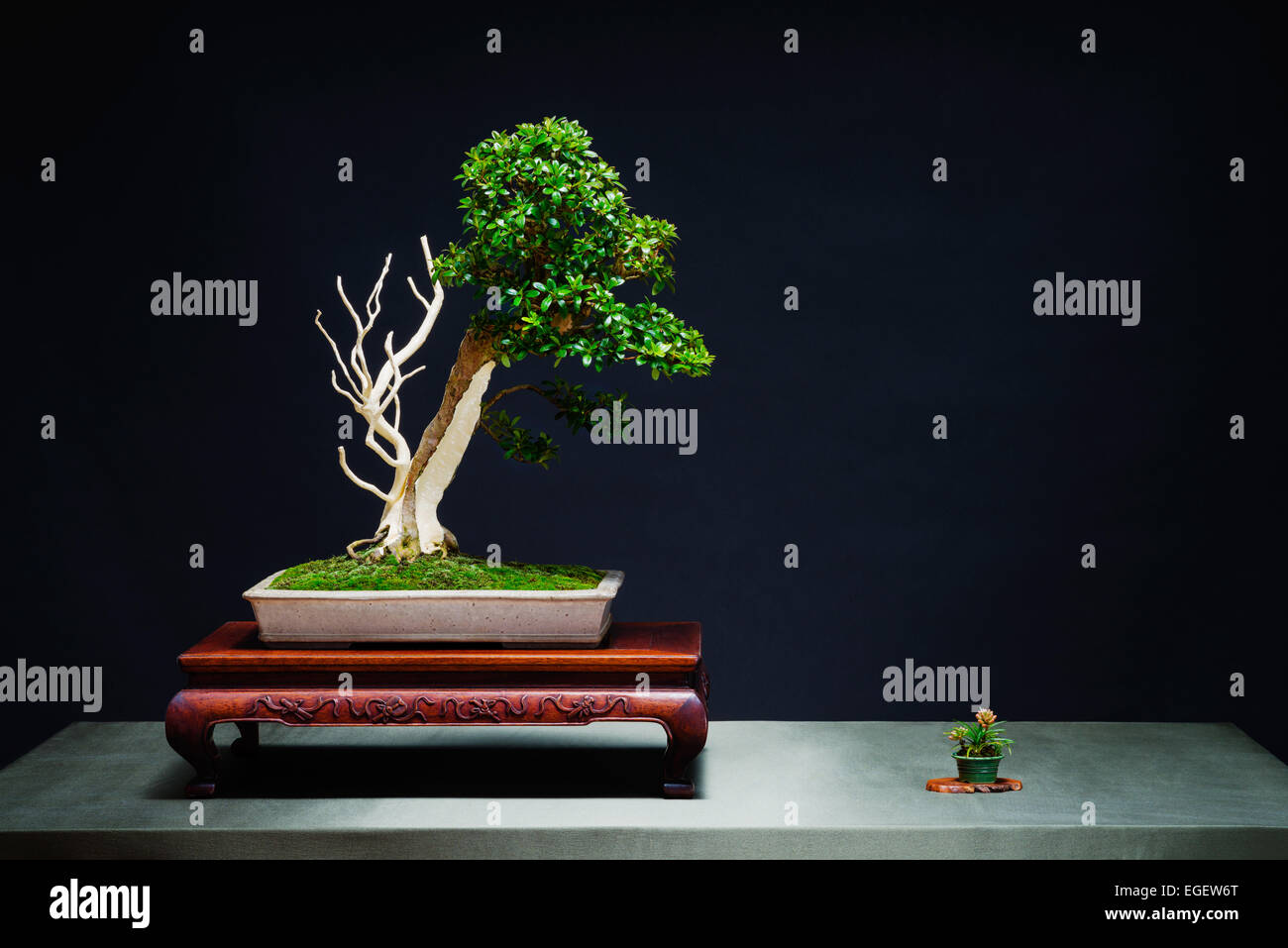Bonsai satsuki hi-res stock photography and images - Alamy