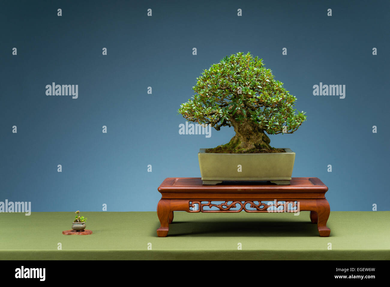 Bonsai shrub hi-res stock photography and images - Alamy