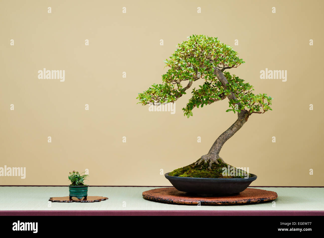Bonsai plane tree hi-res stock photography and images - Alamy
