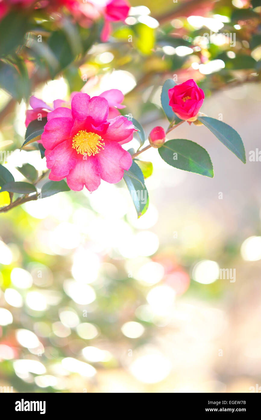 Yuletide camellia hi-res stock photography and images - Alamy