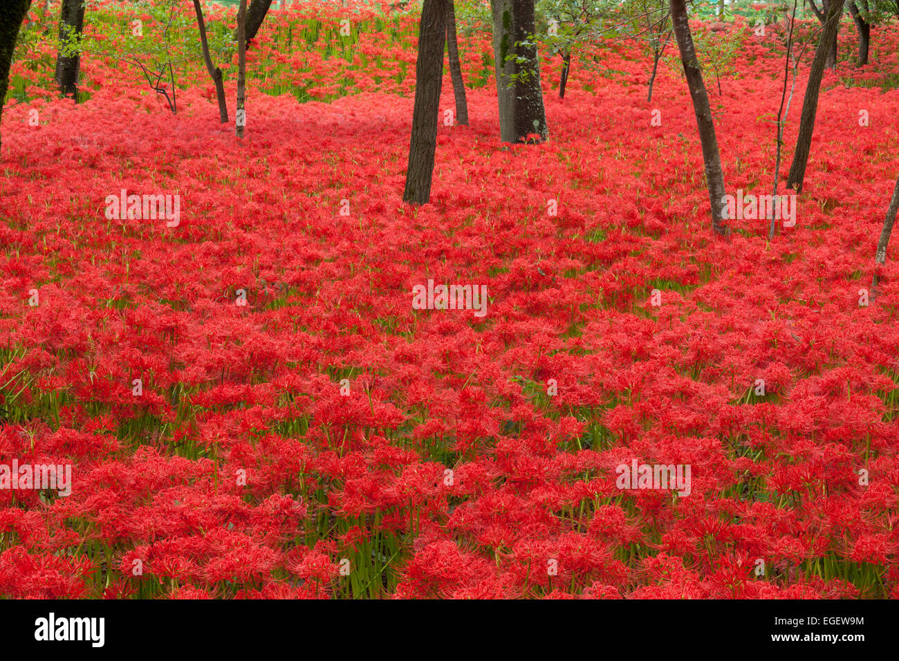 Red Spider Lily Stock Photo - Alamy