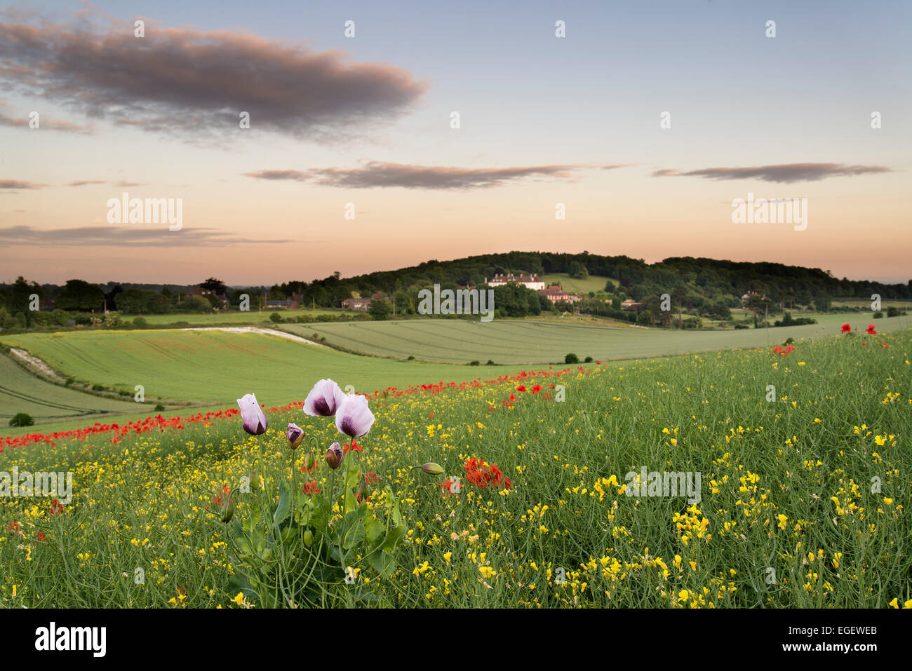 Poppy fields hi-res stock photography and images - Alamy