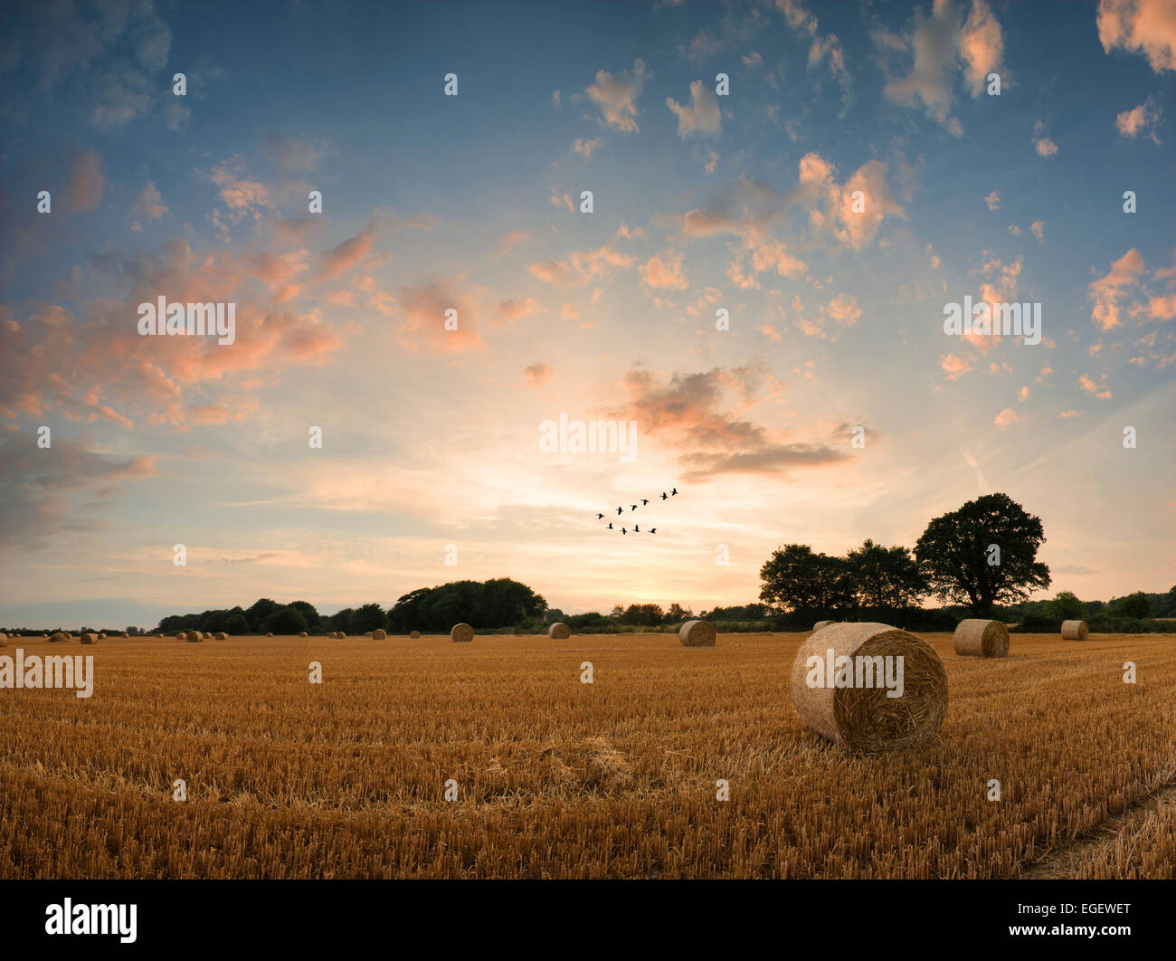 Summer sunset landscape over field of hay bales Stock Photo - Alamy