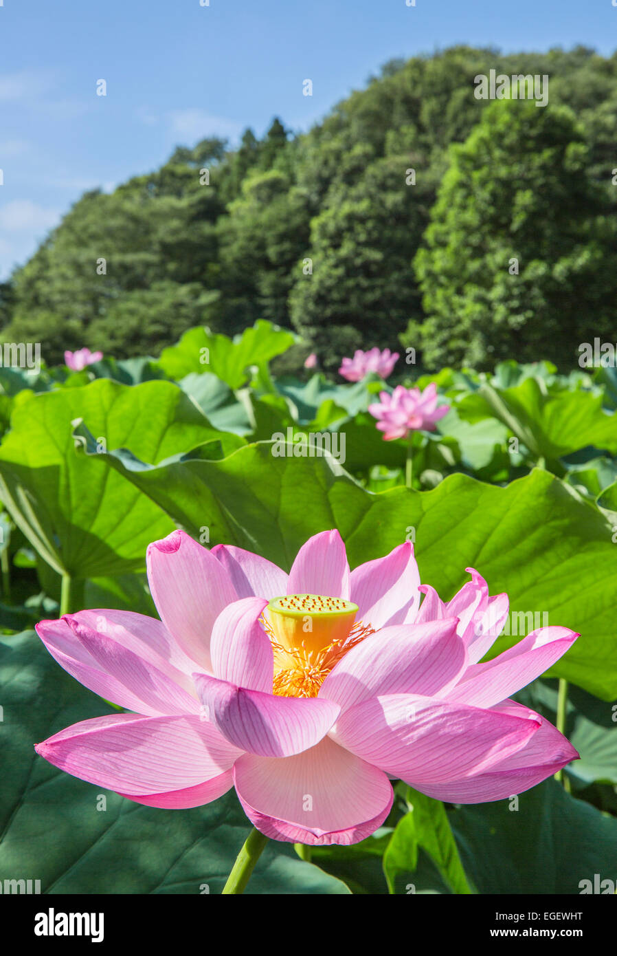 Indian blue lotus nelumbo nucifera hi-res stock photography and images ...