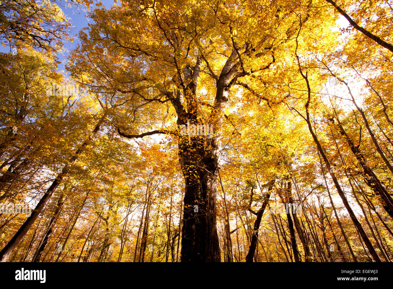 Japan buna forest hi-res stock photography and images - Alamy