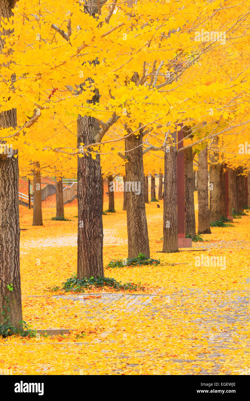 Ginkgo biloba leaves yellowing hi-res stock photography and images - Alamy