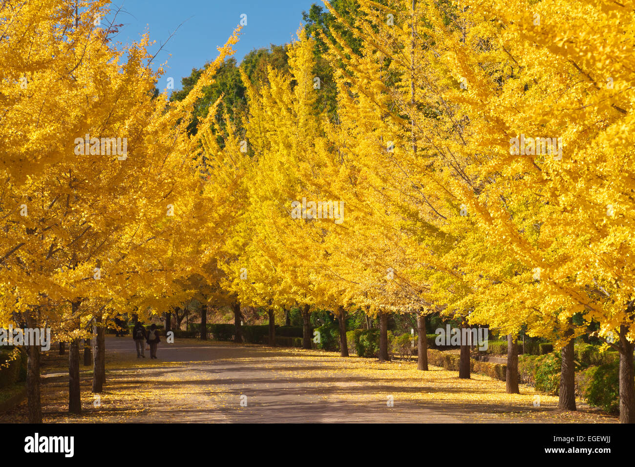 Chichibu muse park hi-res stock photography and images - Alamy