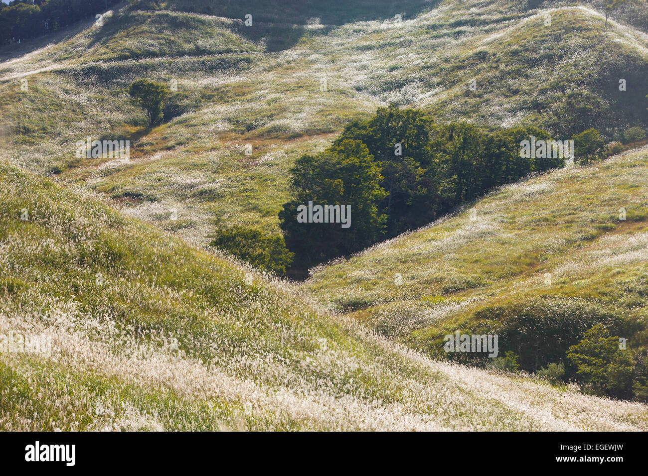 Silver spike grass hi-res stock photography and images - Alamy