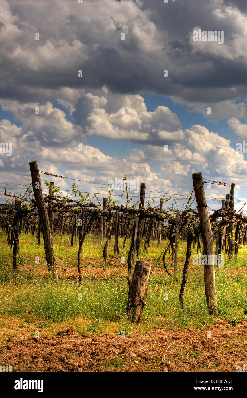 View of a wineyard in spring with clouds Stock Photo - Alamy