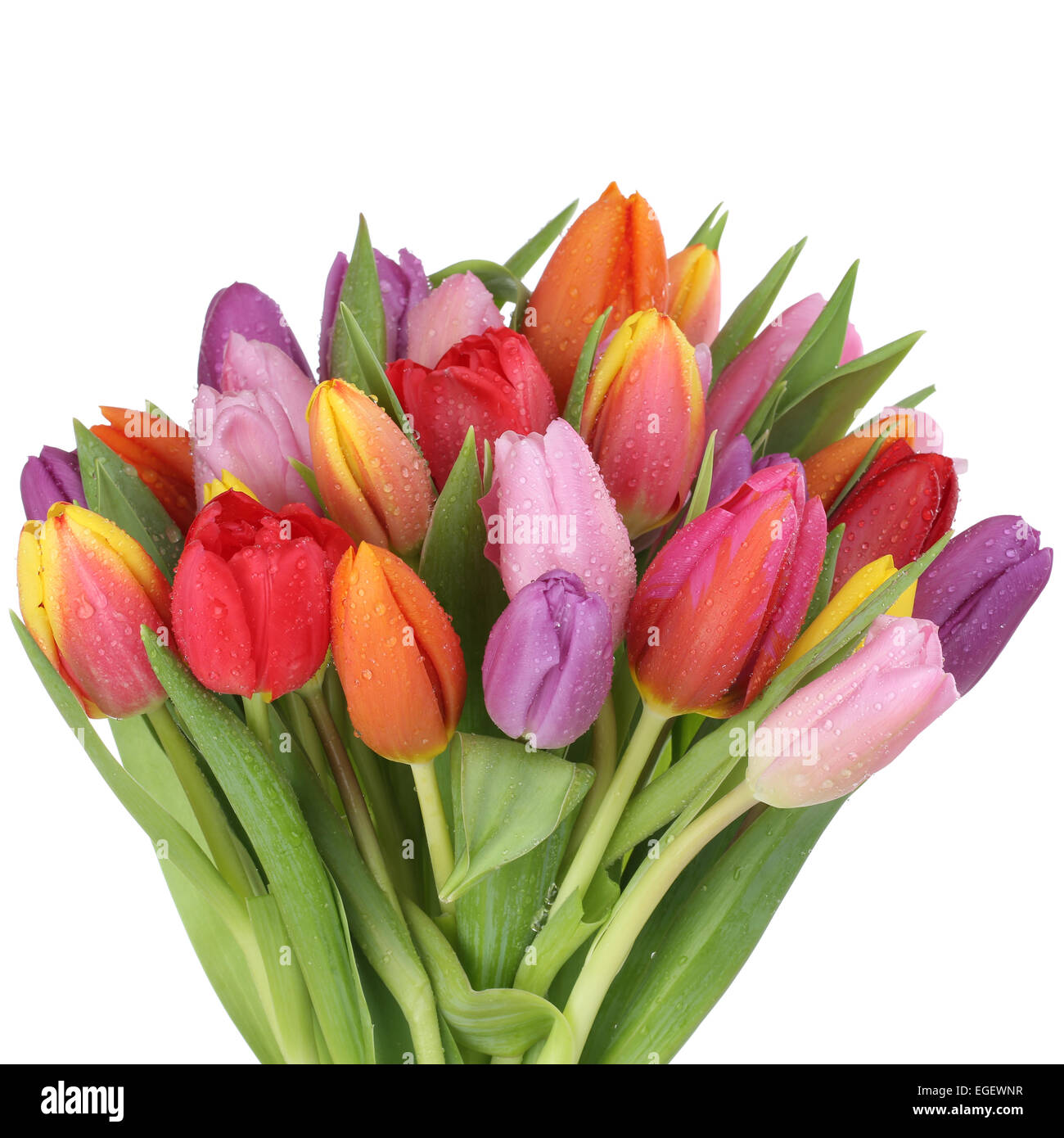 Colorful tulips flowers bouquet in spring or mother's day isolated on a ...