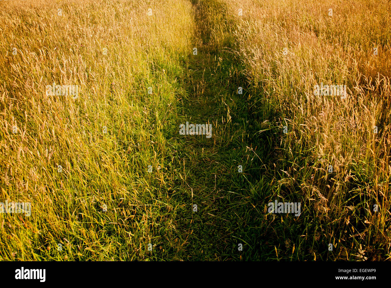 Path through a golden wheat field Stock Photo - Alamy