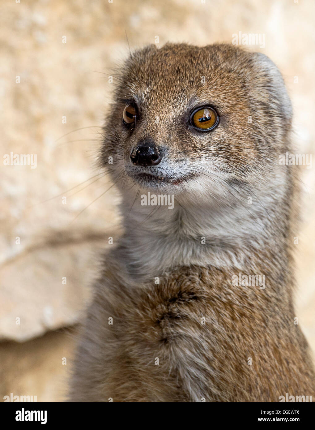 Mongoose Eyes Turn Red