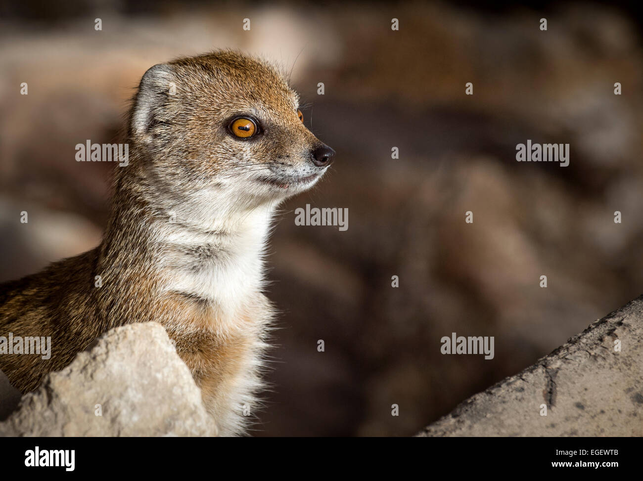 Mongoose eyes hi-res stock photography and images - Alamy
