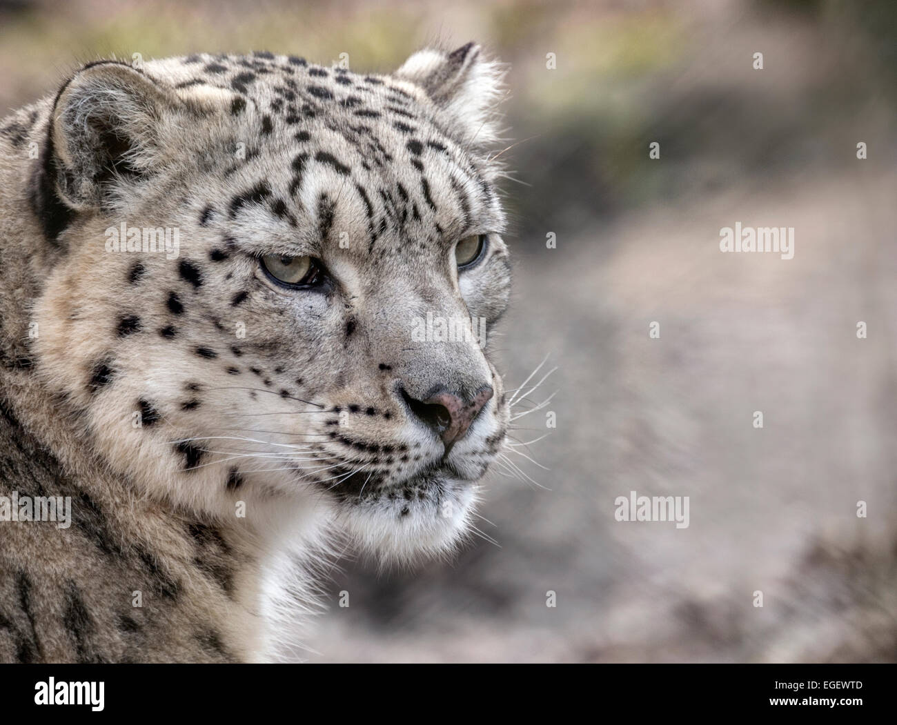 Female snow leopard head shot hi-res stock photography and images - Alamy