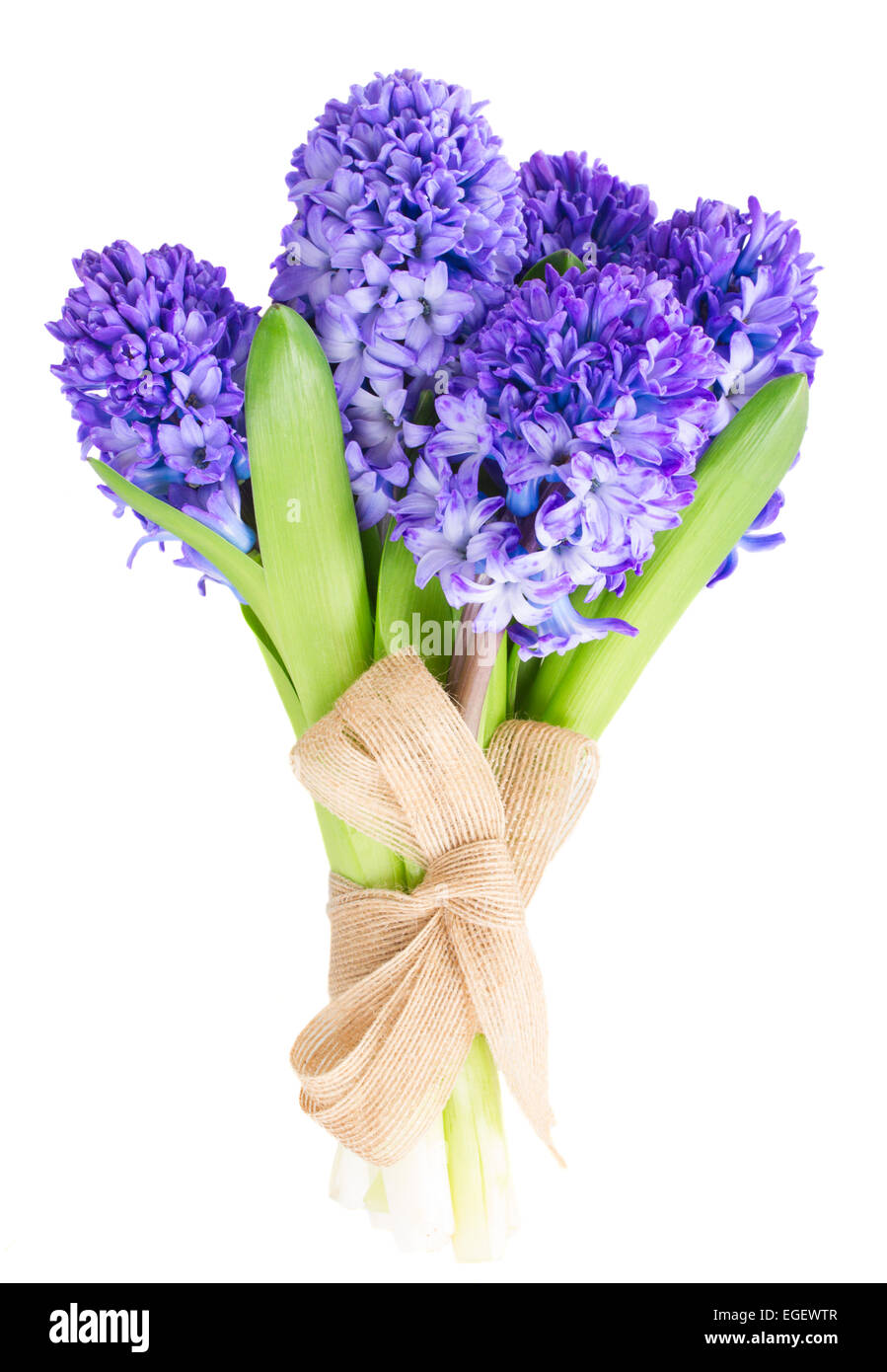 Blue hyacinth Stock Photo - Alamy