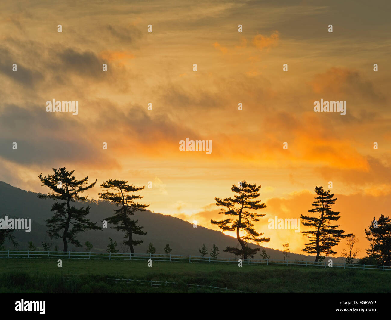 Dawn at Hiruzen Plateau, Okayama Prefecture, Japan Stock Photo - Alamy