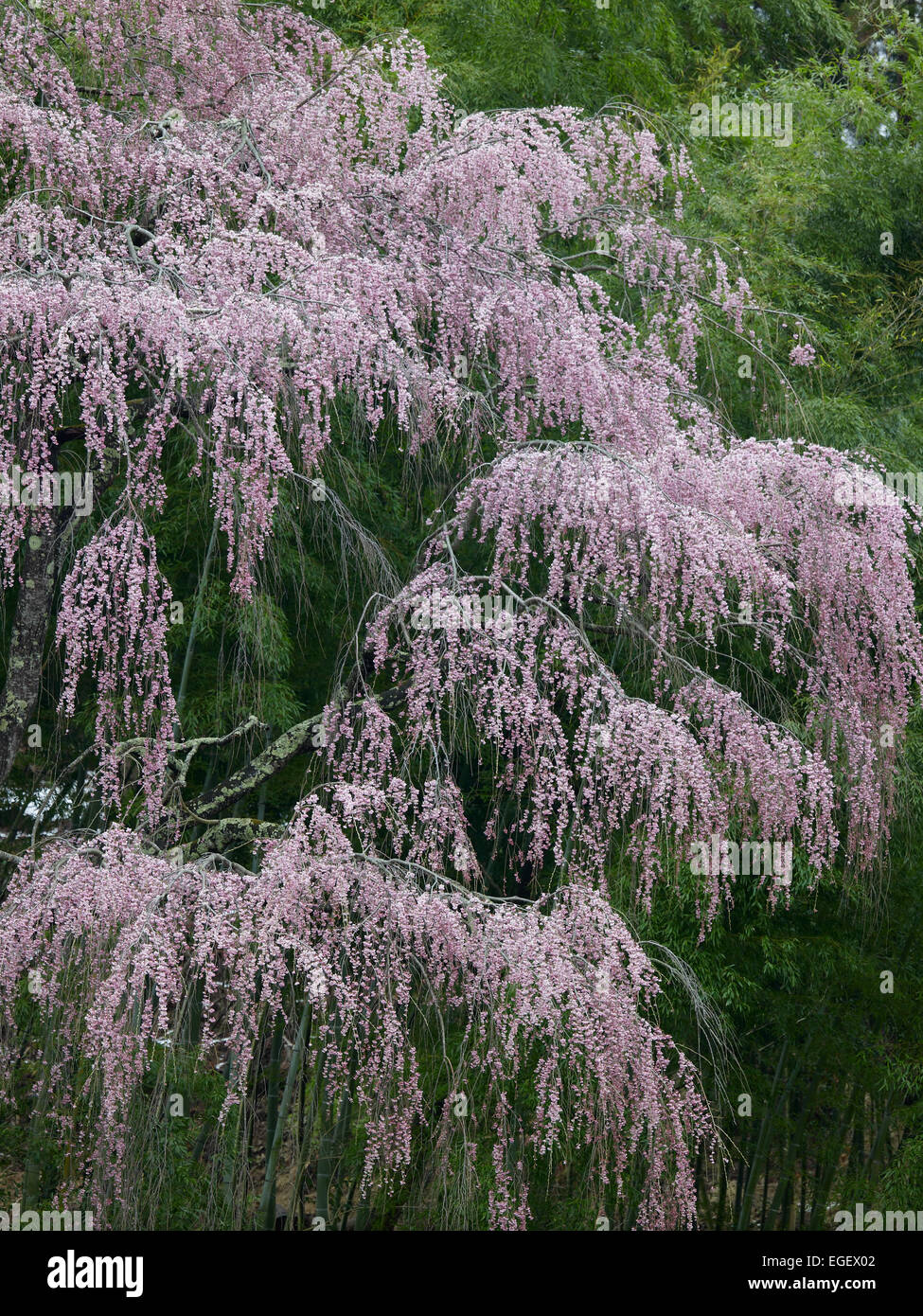 Tamura county hi-res stock photography and images - Alamy
