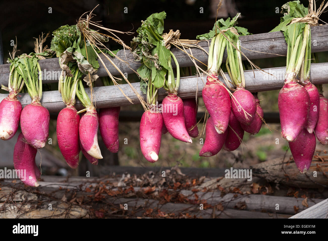Drying turnip hi-res stock photography and images - Alamy