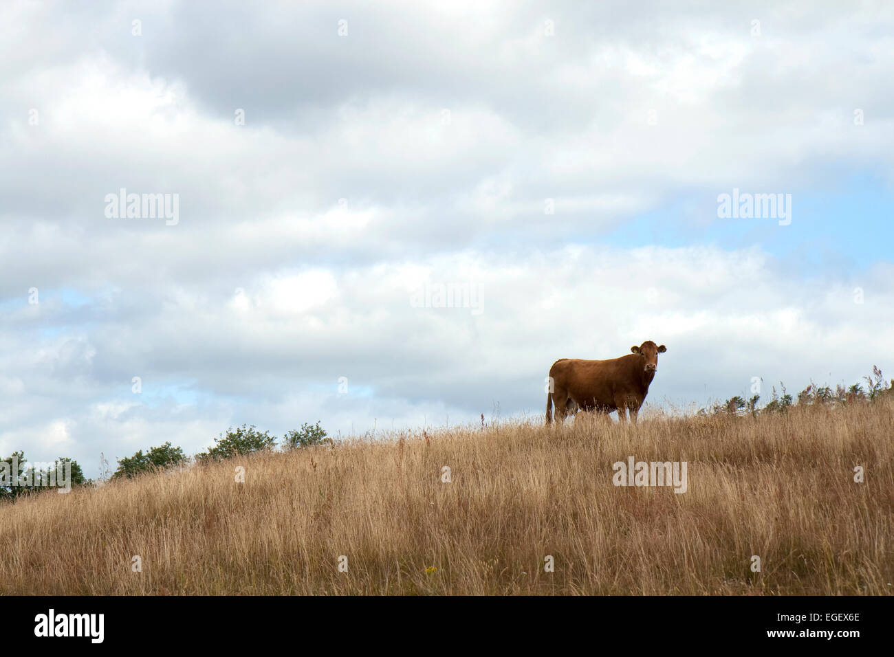 Cow on a hill hi-res stock photography and images - Alamy
