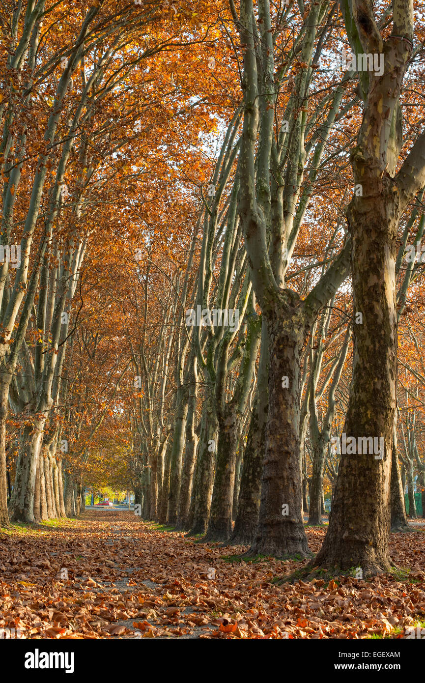 Autumn with series of plane-tree - Platanaceae Stock Photo - Alamy
