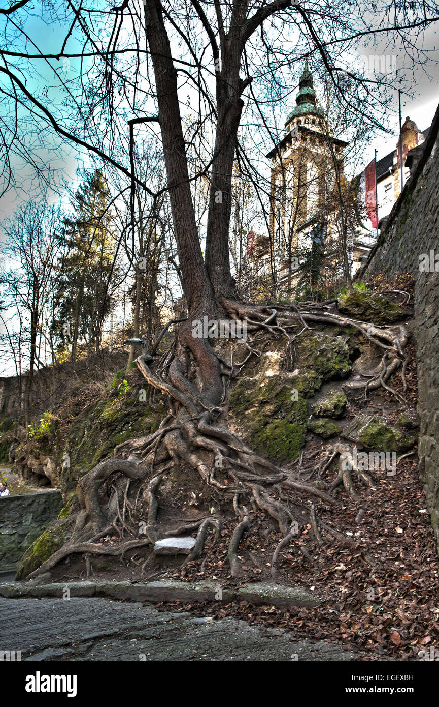 Tree roots with castle in the background Stock Photo - Alamy