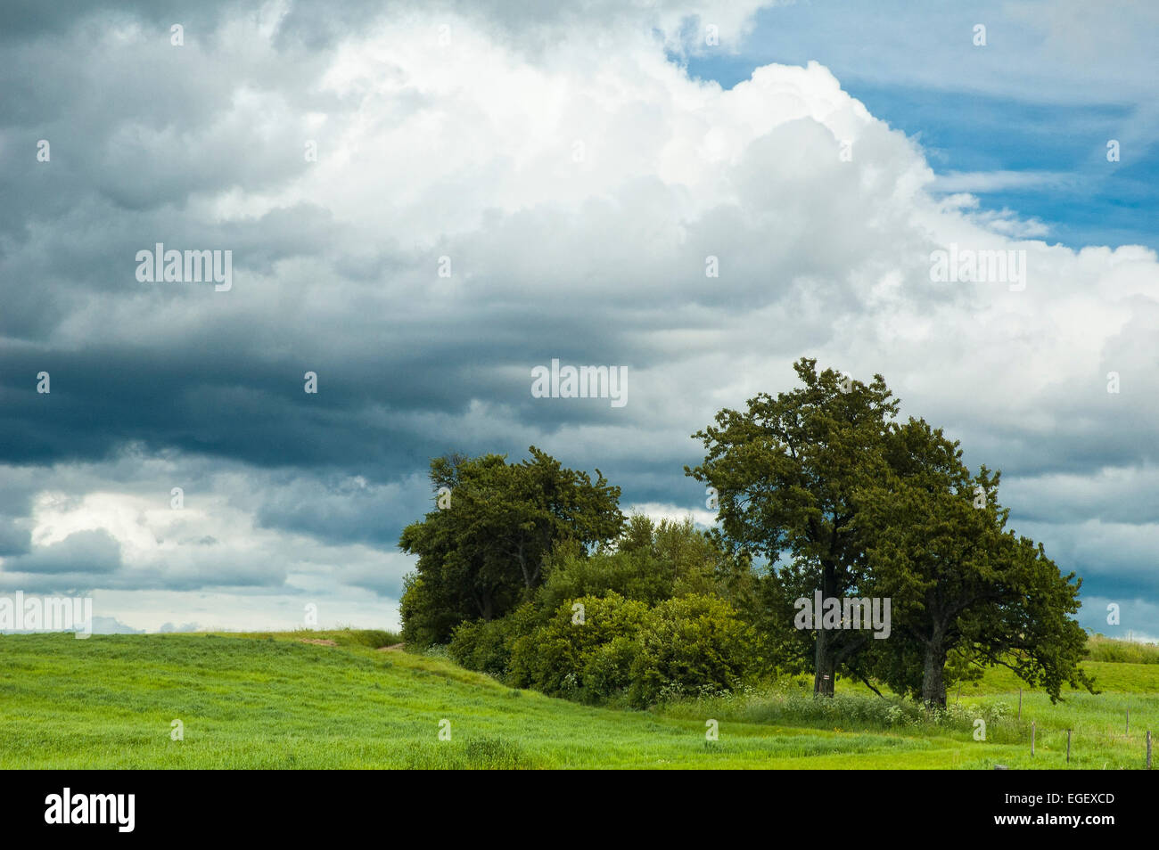 Small forest with storm clouds Stock Photo - Alamy