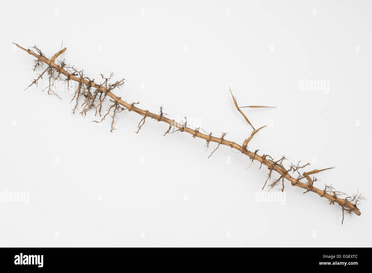 Cropped dry bamboo root in white background Stock Photo - Alamy