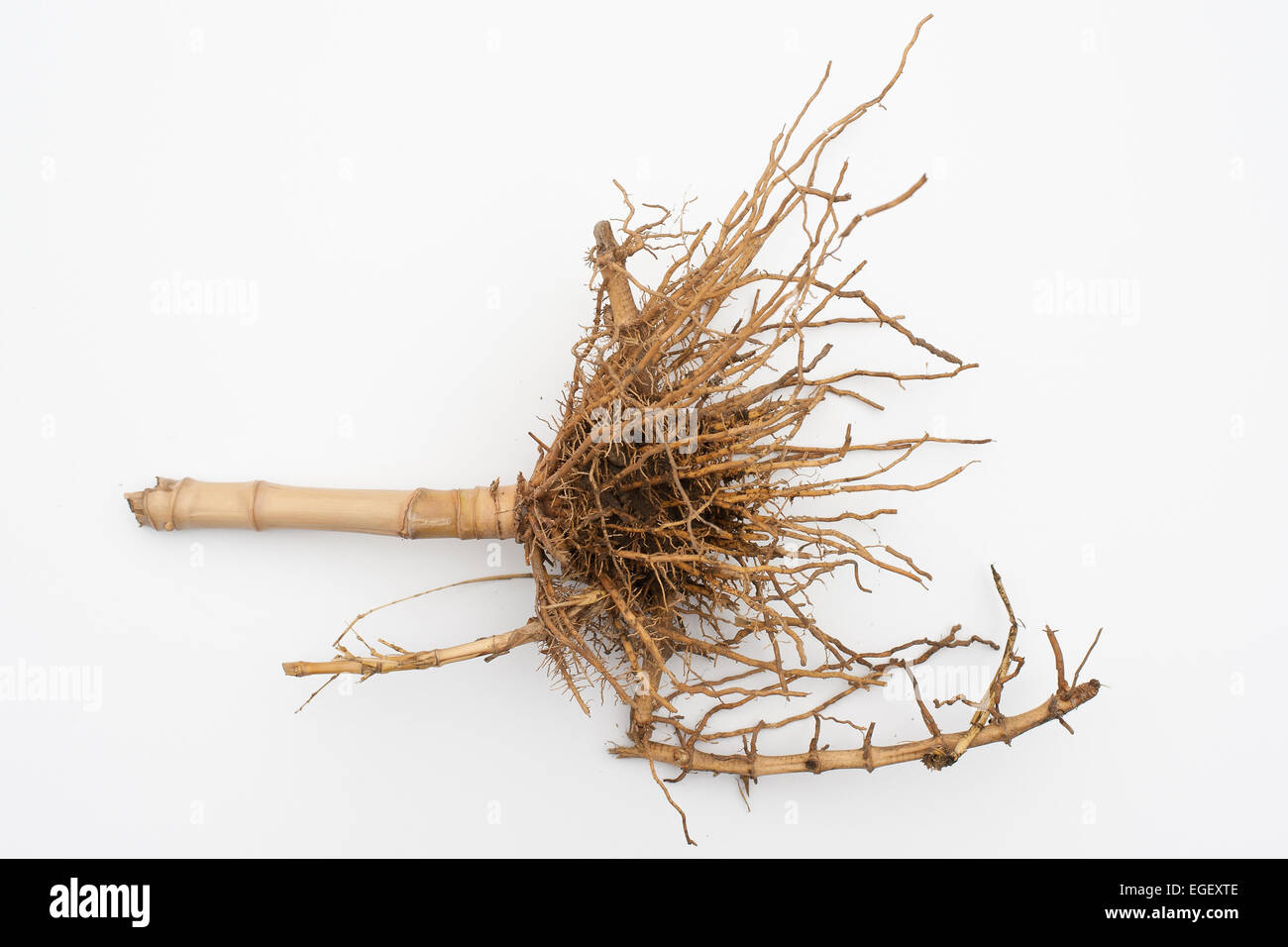 Cropped dry bamboo root in white background Stock Photo - Alamy