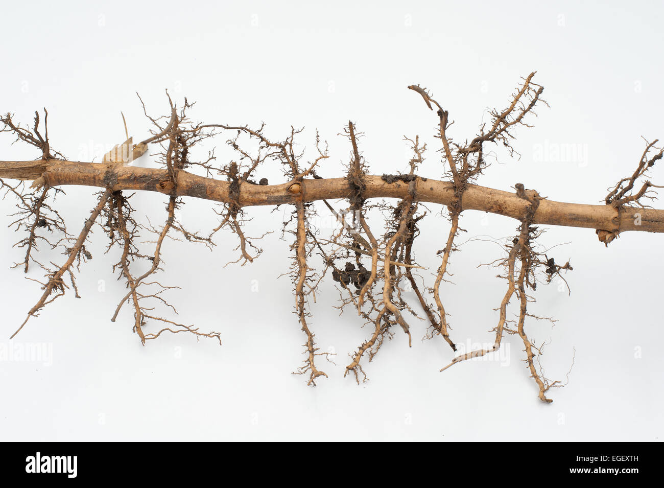 Cropped dry bamboo root in white background Stock Photo - Alamy