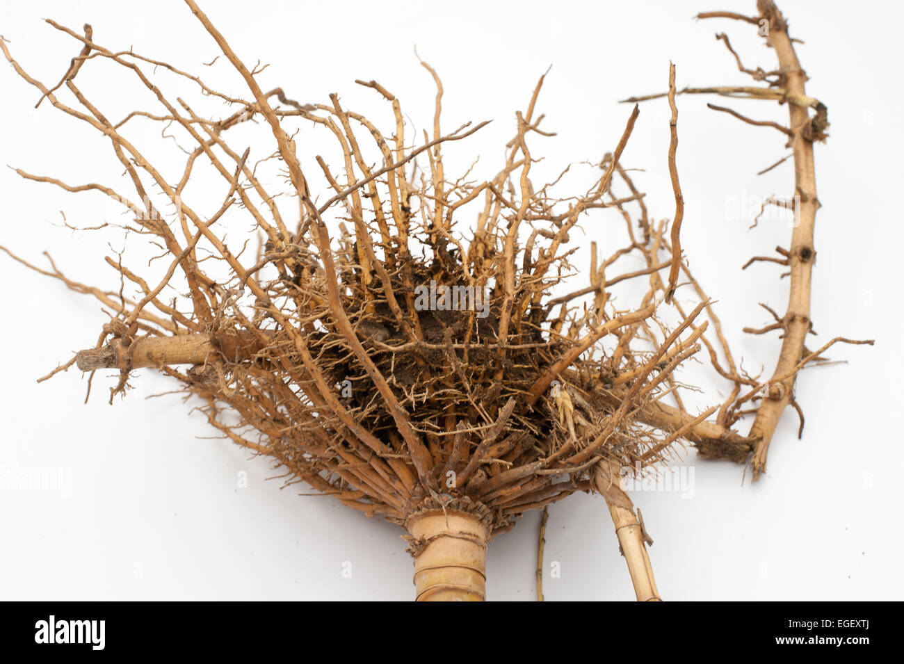 Cropped dry bamboo root in white background Stock Photo - Alamy