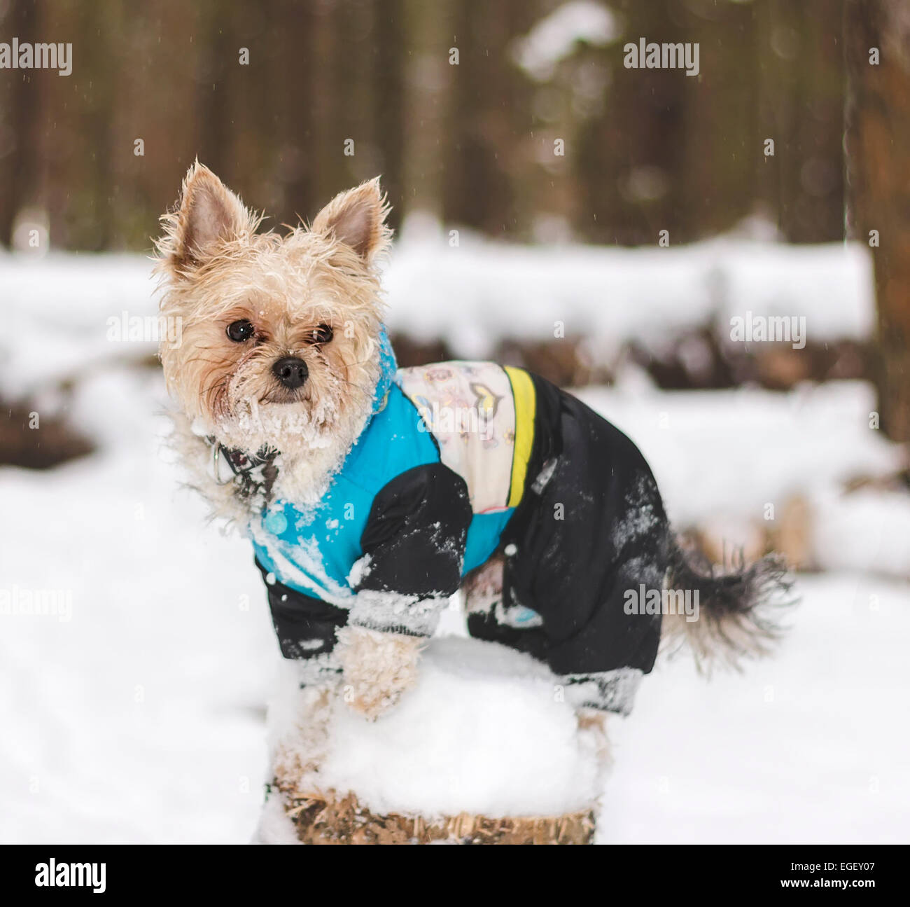 Yorkshire terrier dog side view hi-res stock photography and images - Alamy
