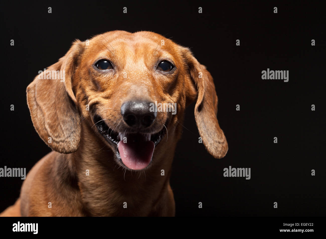 portrait of cute brown dachshund dog isolated on black background with ...