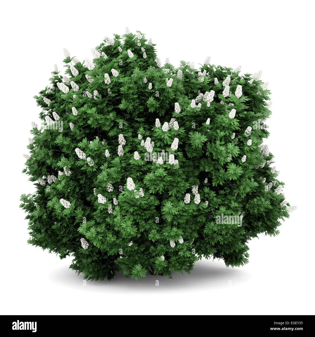 oakleaf hydrangea bush isolated on white background Stock Photo - Alamy
