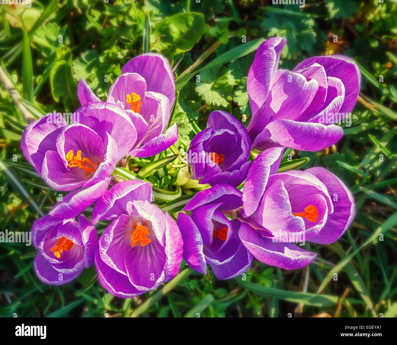 Wild crocus hi-res stock photography and images - Alamy