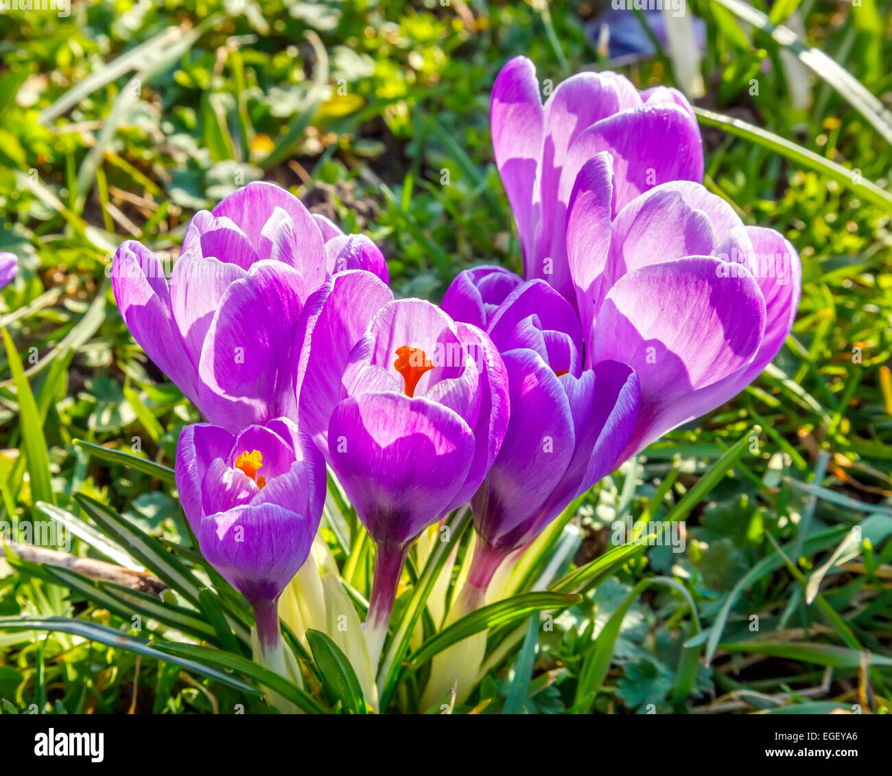 Wild crocus hi-res stock photography and images - Alamy