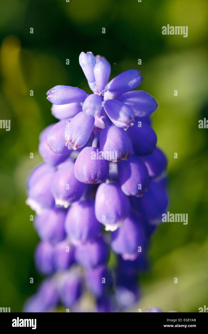 Flora Hyacinth High Resolution Stock Photography and Images - Alamy